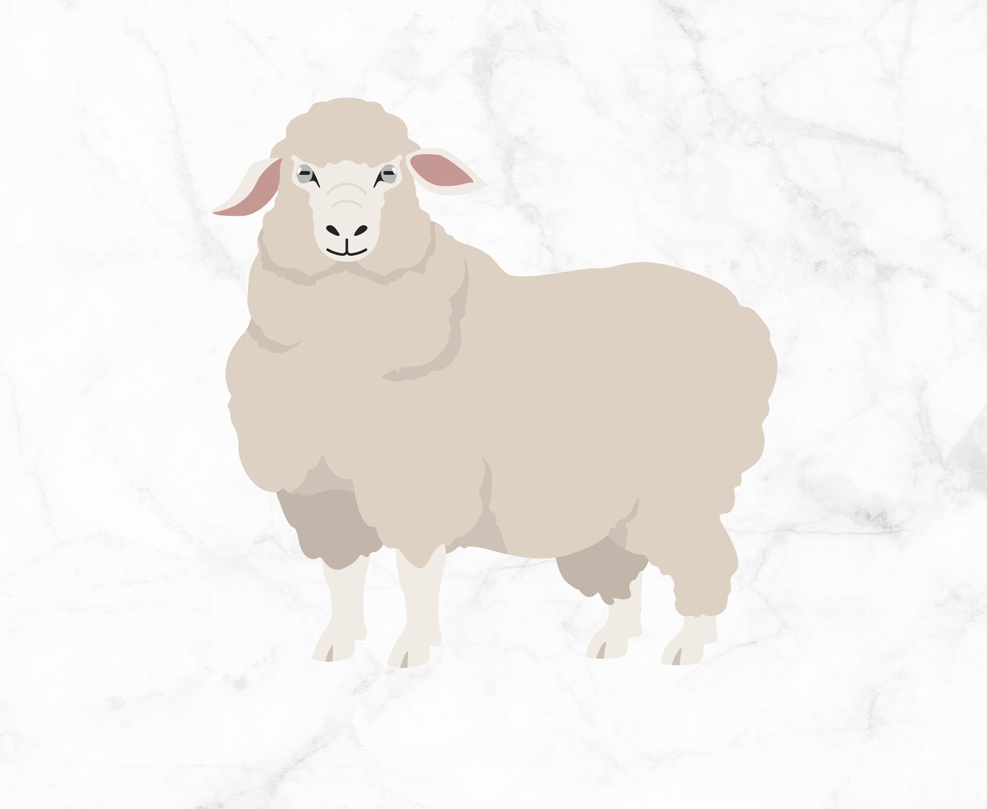 Polwarth – World of Wool Trade